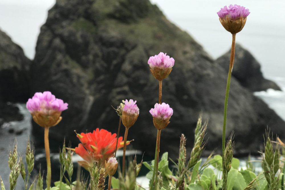 4 Wildflower Hikes on the South Coast - Travel Southern Oregon Coast