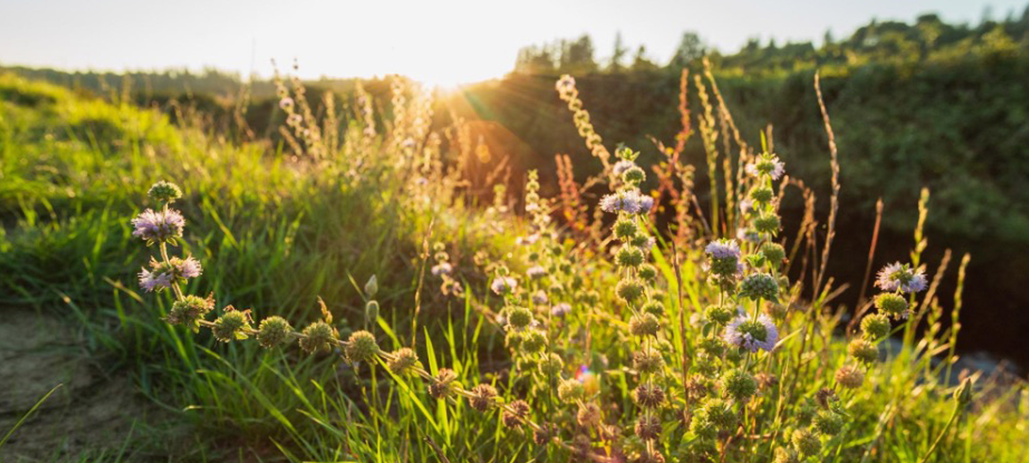 4 Wildflower Hikes on the South Coast - Travel Southern Oregon Coast