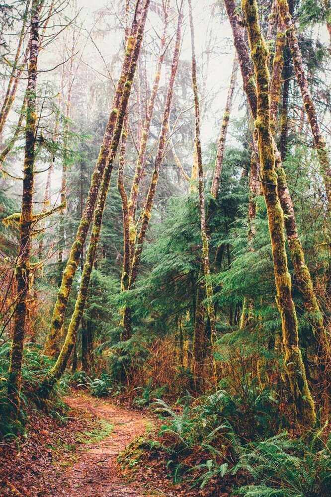5 Fall Hikes on the Southern Oregon Coast - Travel Southern Oregon Coast