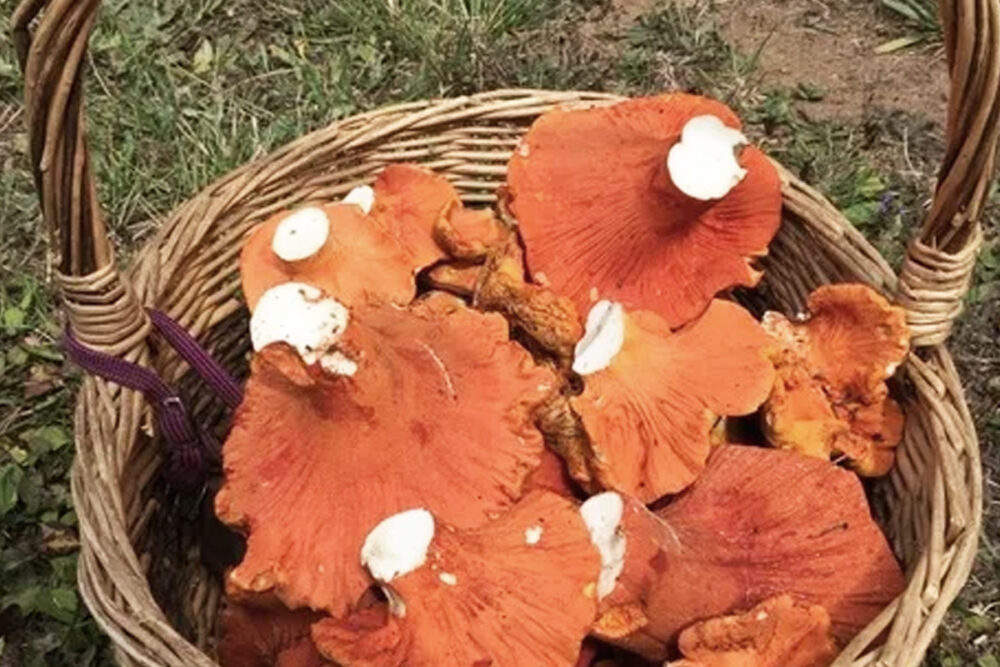 From Azaleas to Pirates, Festivals Spell Fun on the Southern Oregon ...
