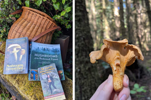 Guide to Mushroom Foraging on the South Coast - Travel Southern Oregon ...