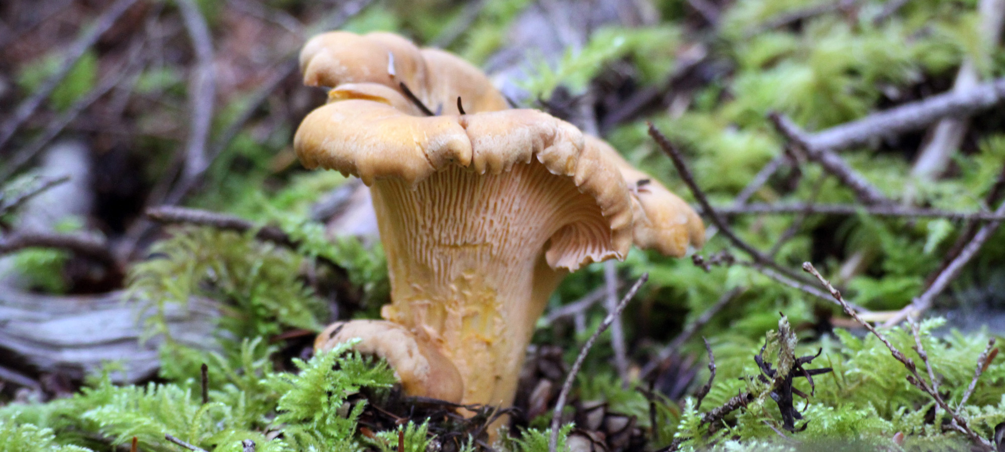 Guide to Mushroom Foraging on the South Coast - Travel Southern Oregon ...
